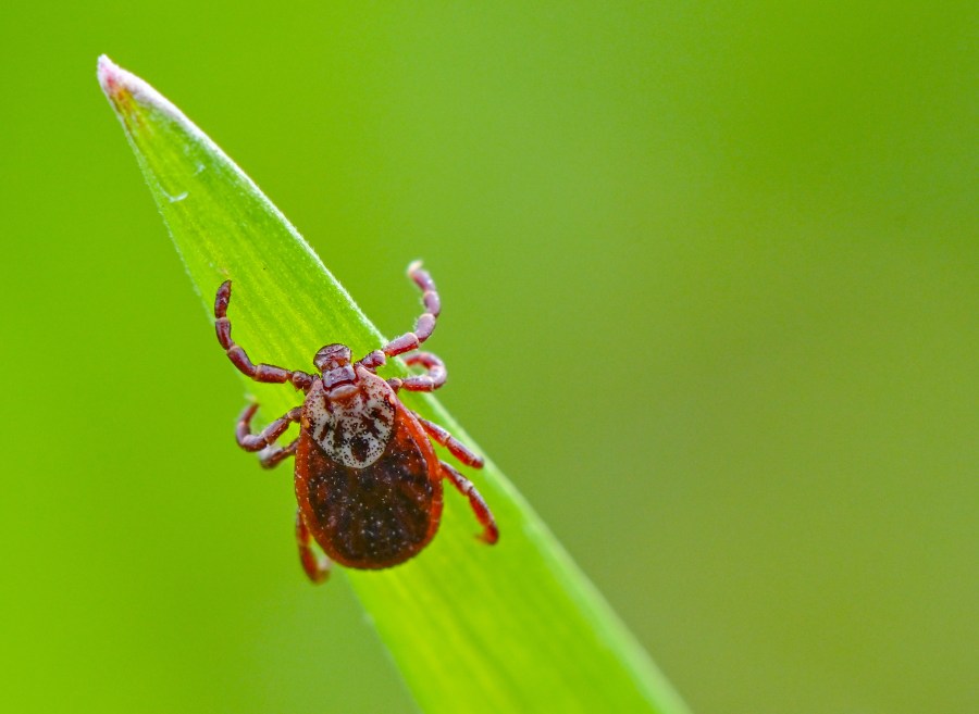 Kansas ticks to become more prevalent in September