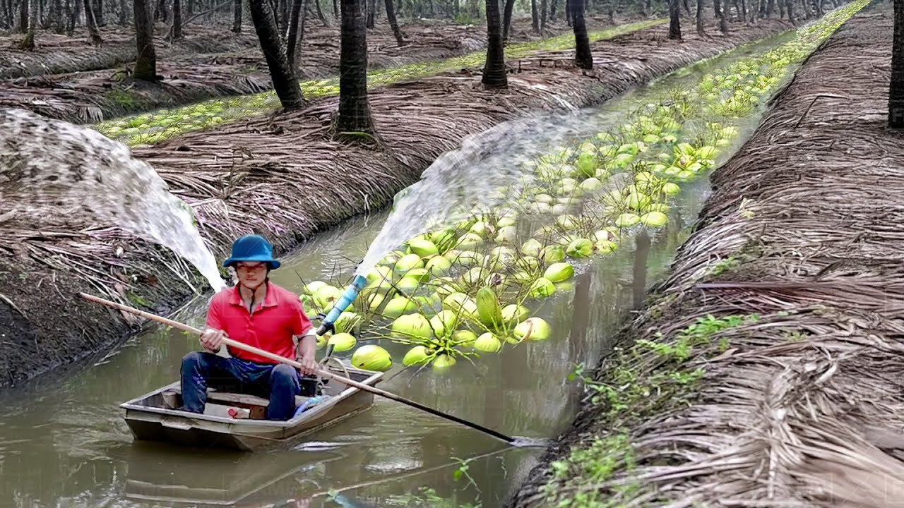 Inside a Massive Thai Farm Harvesting Millions of Coconuts a Year