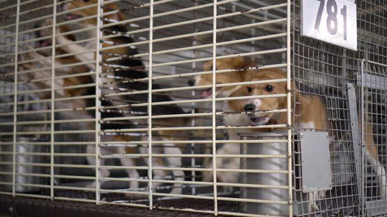 UW-Madison details anesthesia study involving dogs sourced from Ridglan ...