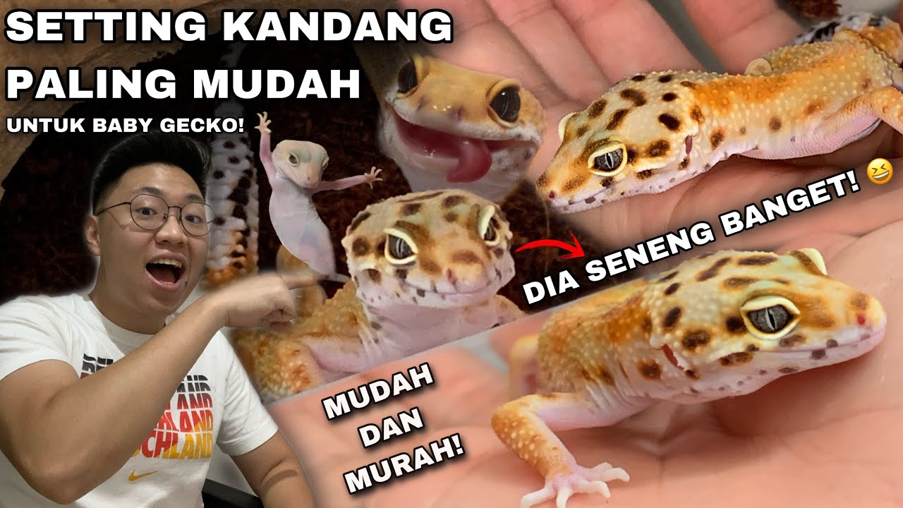 Bikin Kandang Paling Mudah dan Murah untuk Baby Leopard Gecko!