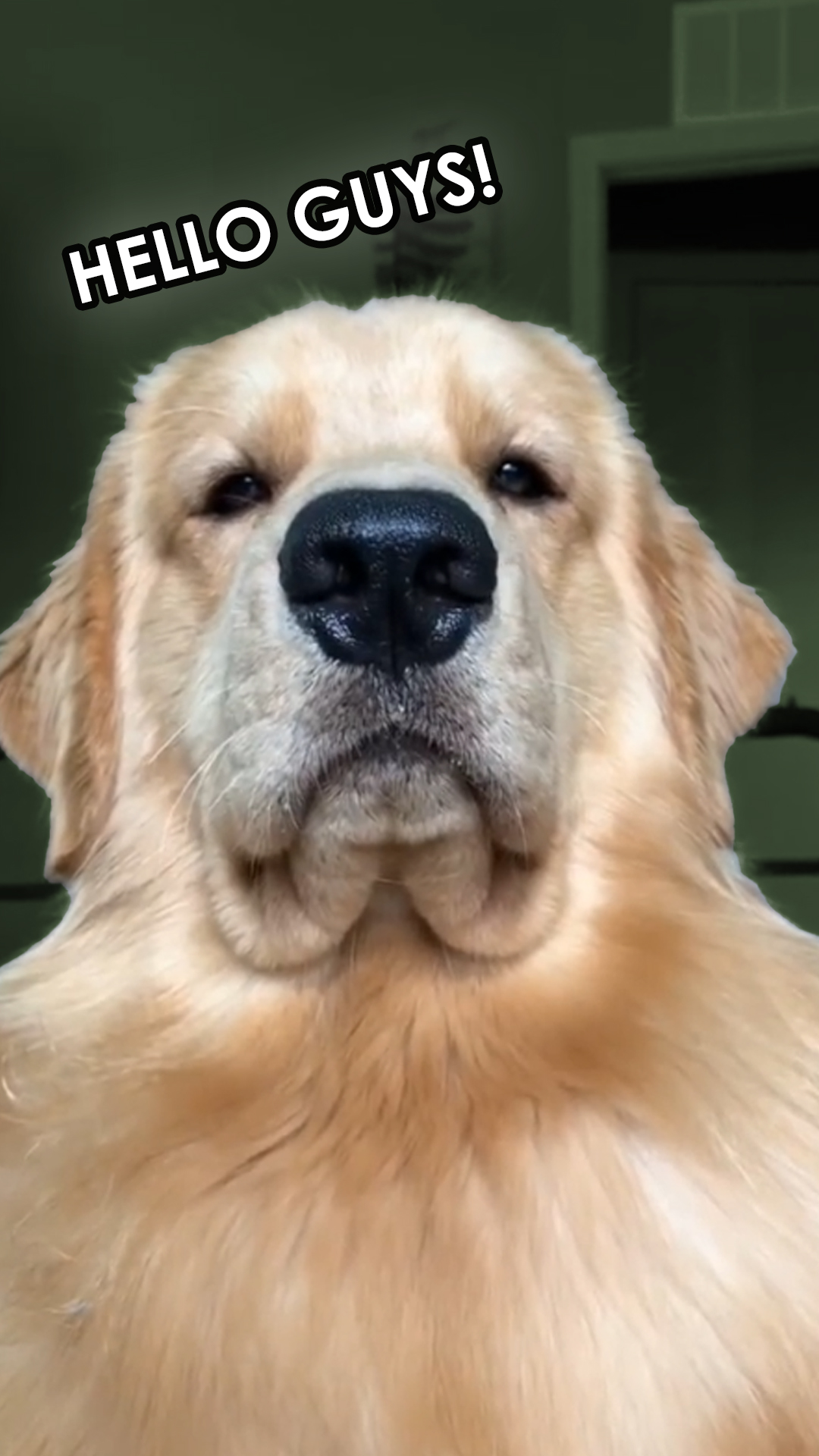 Life at Home With a Golden Retriever