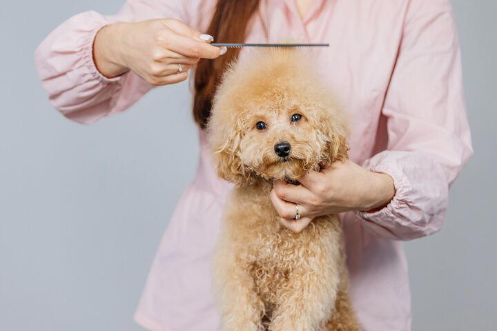 Clean-Up Hacks to Keep Your Dog's Best Face Forward