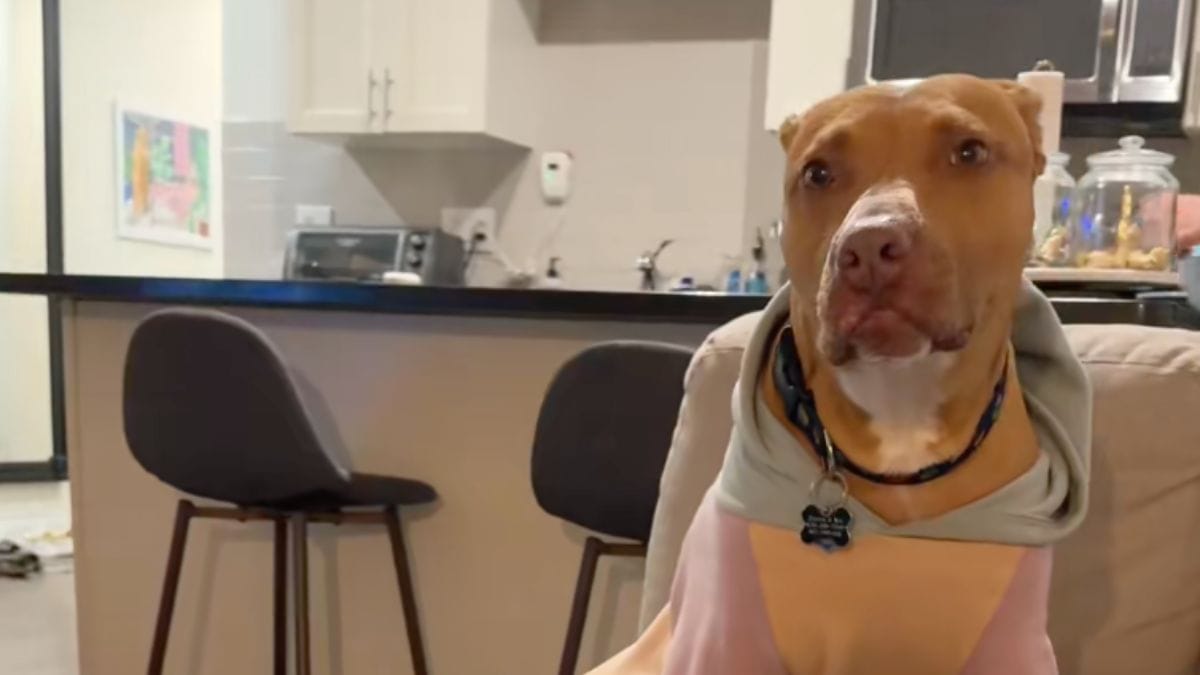 Il donne un snack à son chien après le dîner : personne n'aurait pu ...