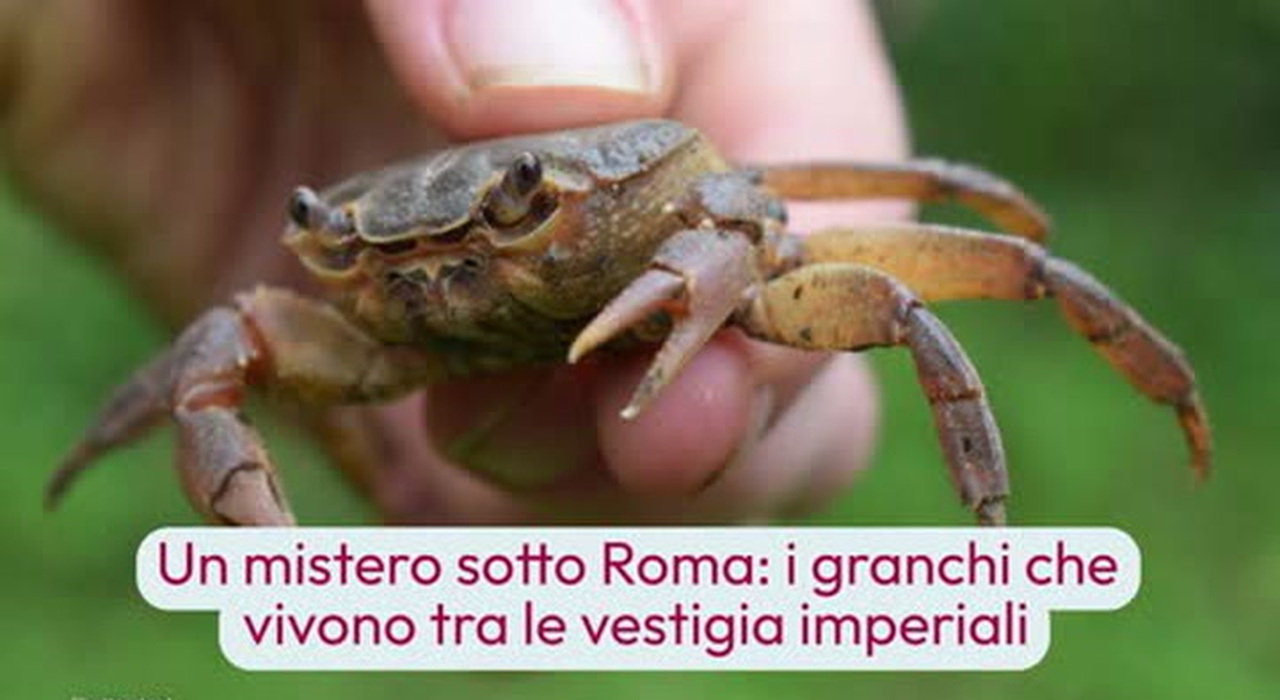 Scoperti granchi d'acqua dolce sotto il Foro di Traiano a Roma