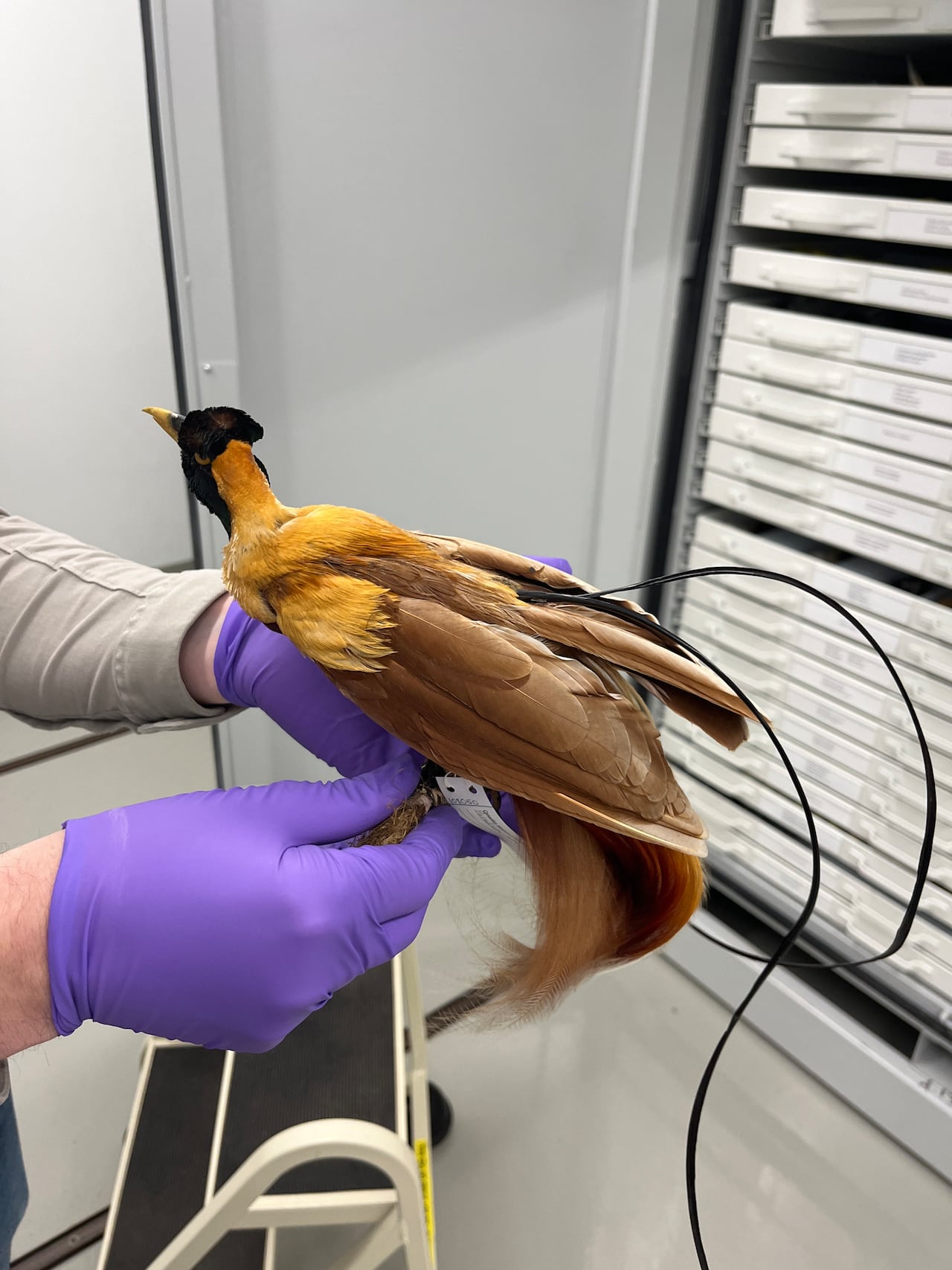 The Museum of Nature’s archives hold a taxidermied bird with a backstory