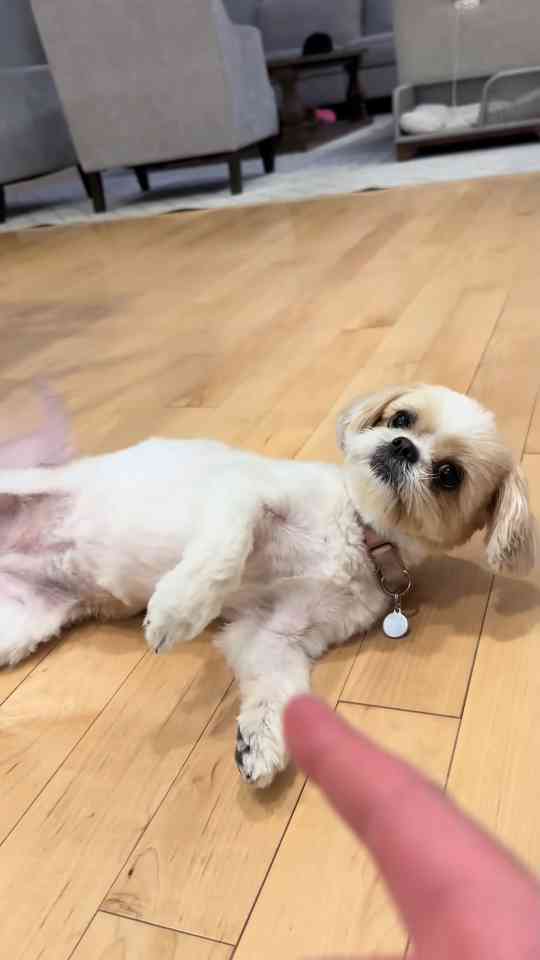 She Proved Me Wrong Without Using Any Energy – Hilarious Dog Moment