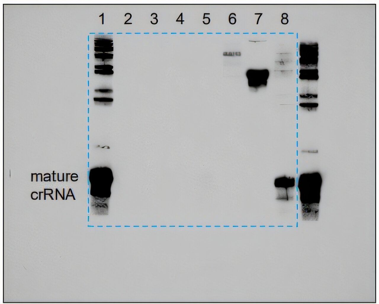 CRISPR study reveals surprising role of Cas9 as guardian of bacterial ...