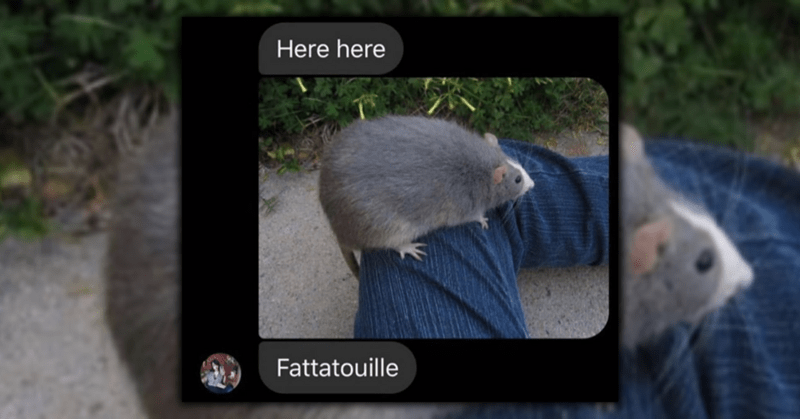 ‘Hello, with whom am I squeaking?’: 22 Rodent memes for pet parents ...