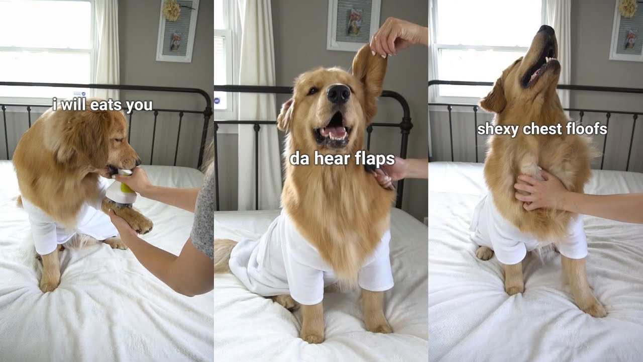 Spa Day Routine With My Golden Retriever