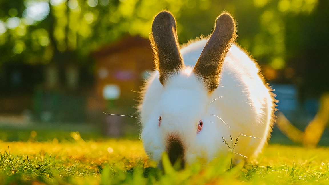 Wildlife Up Close – Life in the Wild in Stunning 4K