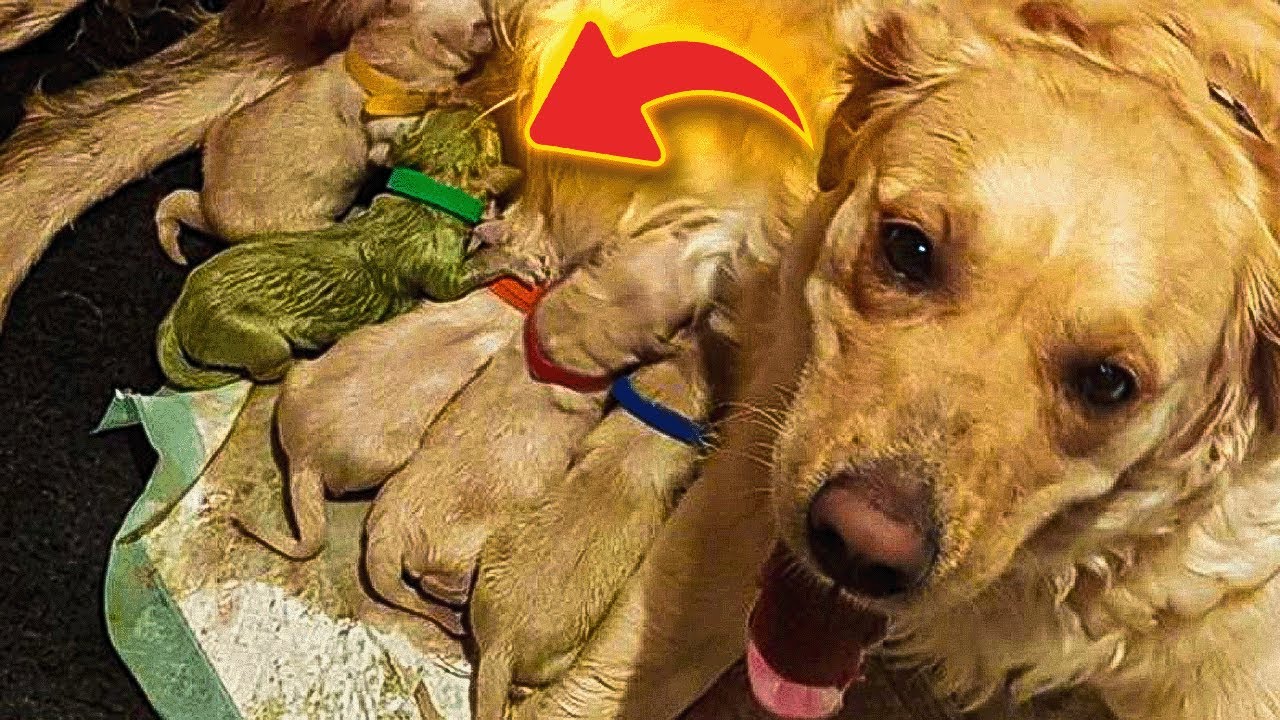 Mother Dog Gives Birth to a One-in-a-Million Puppy