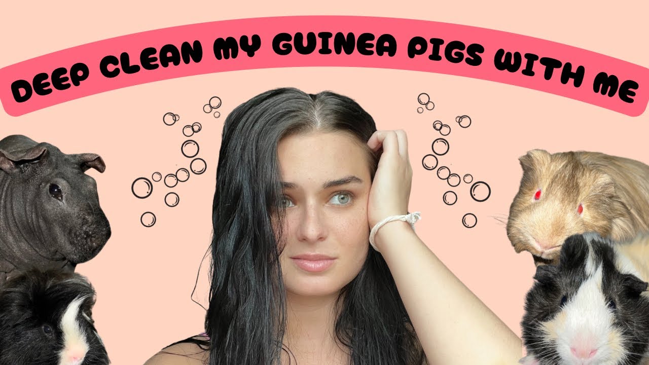 Deep Clean My Guinea Pig’s Cage With Me – The Worst One Yet