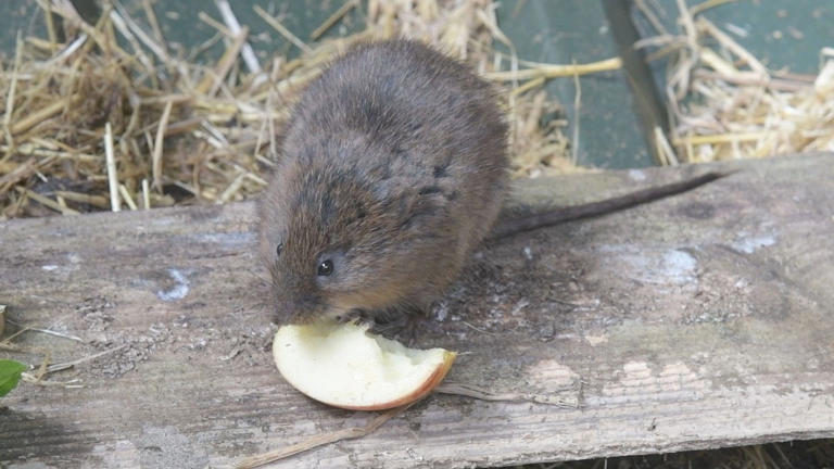 Hope diet change can help water voles back to rivers