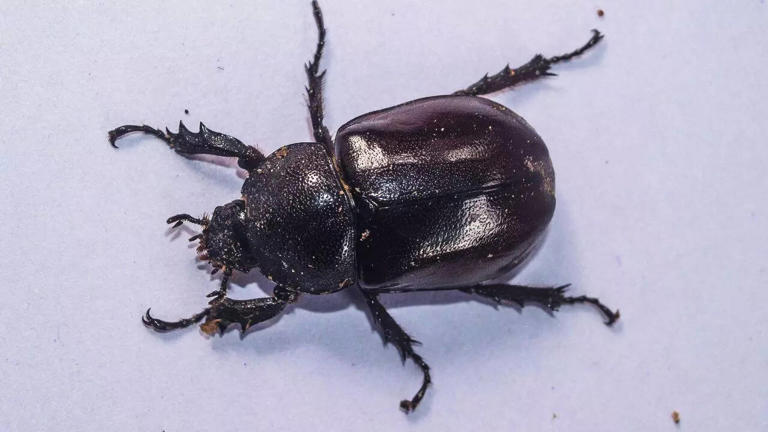 How to check for bed bugs in your home: Signs, inspection tips, and ...