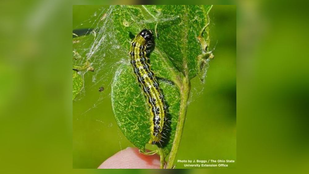 Warning issued for invasive pests threatening to ‘wipe out’ common plants