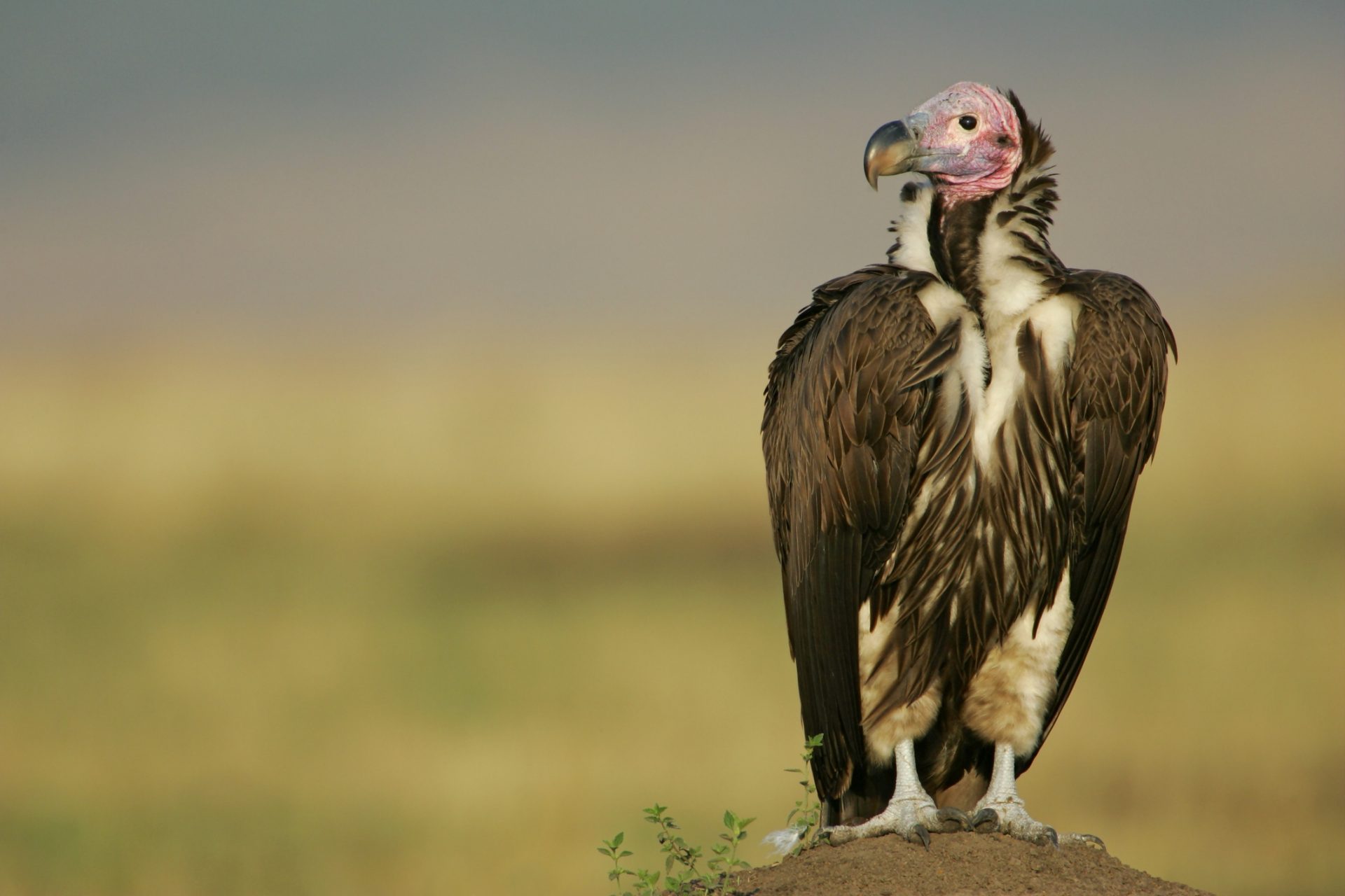 Ugly and endangered: Why weird creatures deserve saving too