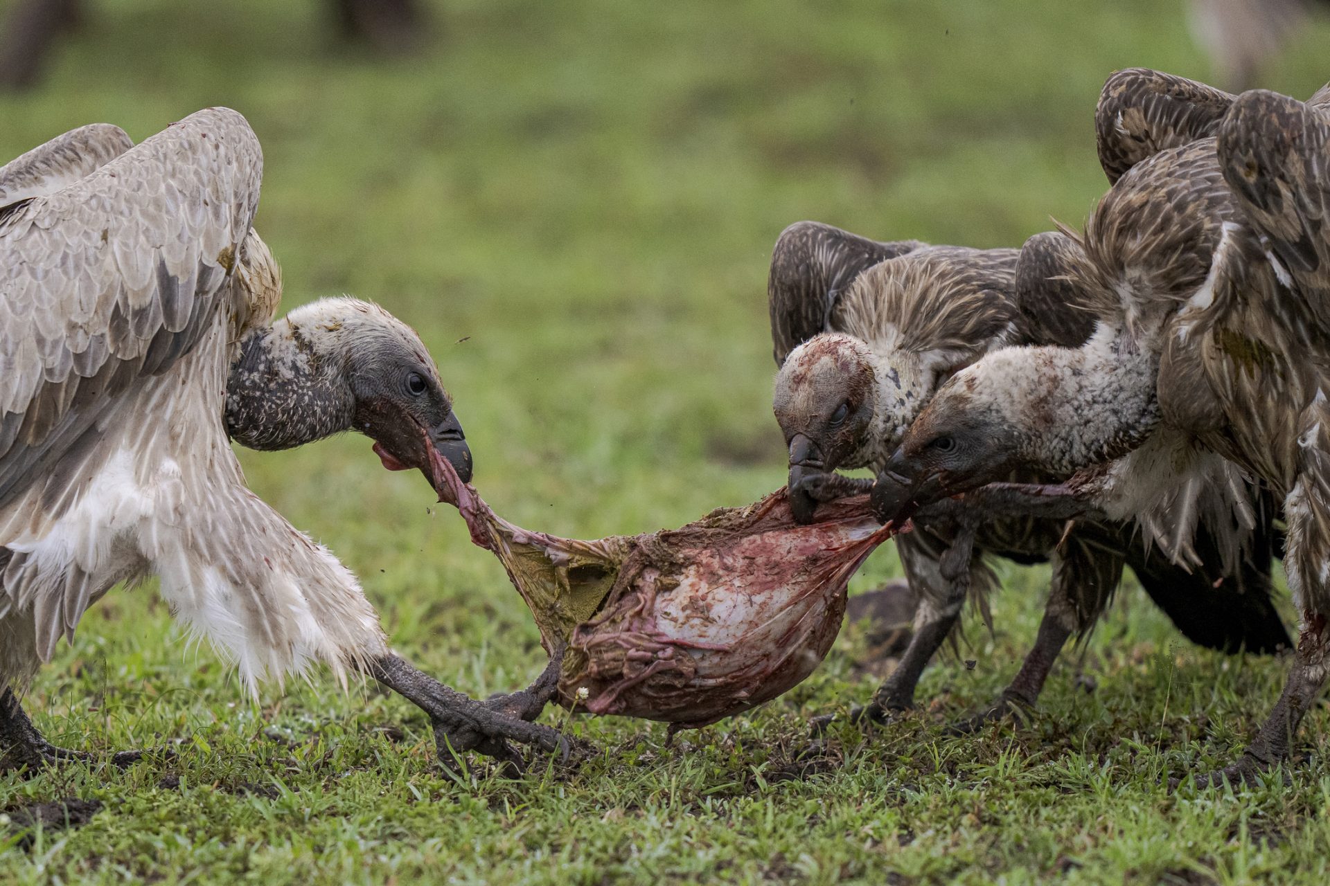 Ugly and endangered: Why weird creatures deserve saving too