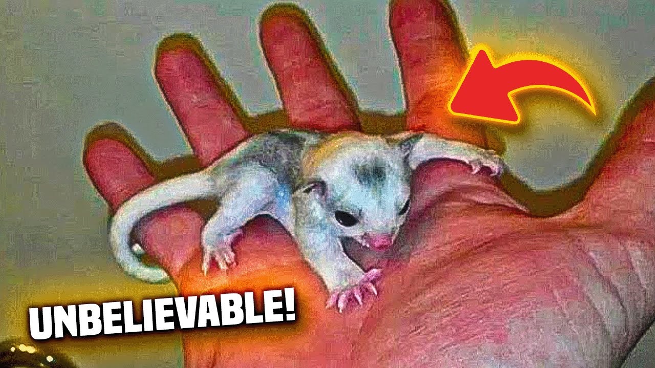Vets Astounded by a Mysterious Creature at the Animal Hospital