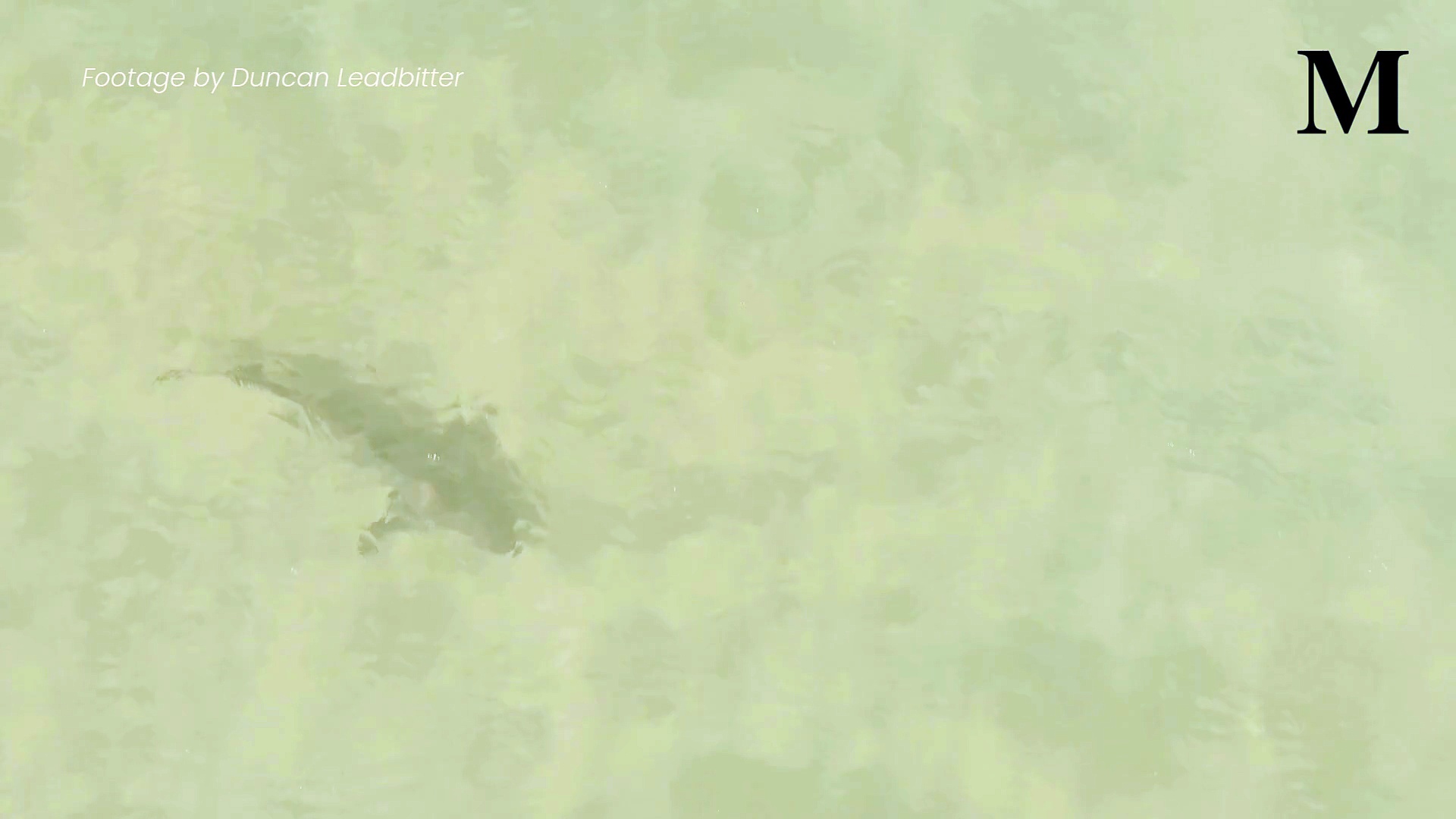 Shark mania hits Stanwell Park waters
