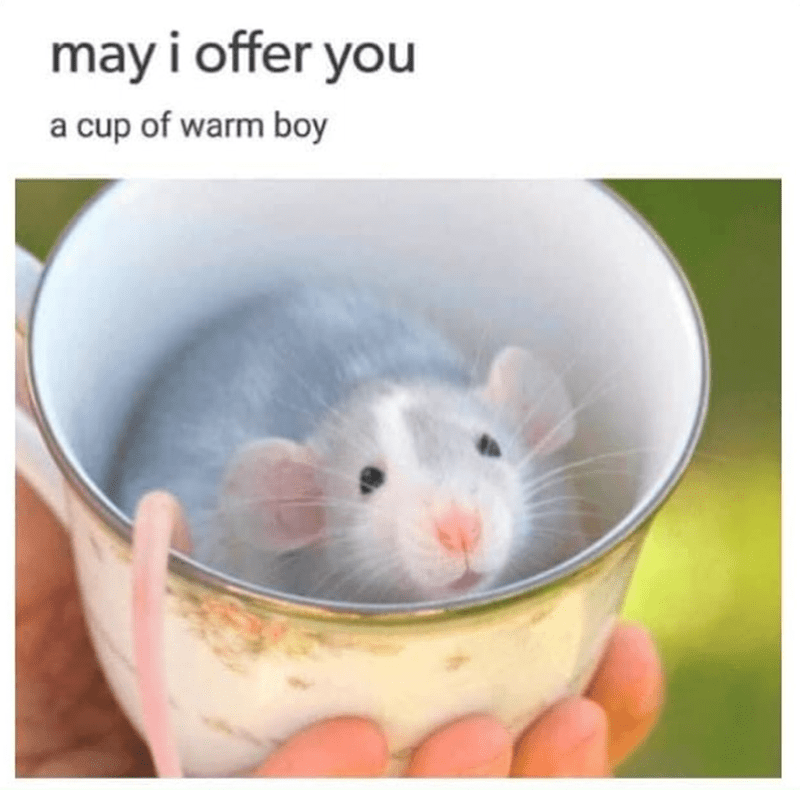 ‘Hello, with whom am I squeaking?’: 22 Rodent memes for pet parents ...