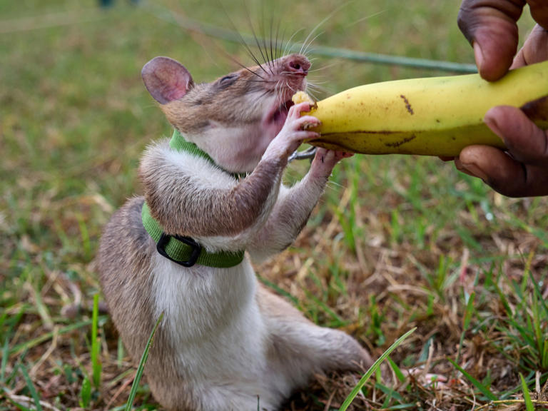 Trained ‘hero rats’ with sensitive noses and tiny backpacks are saving ...