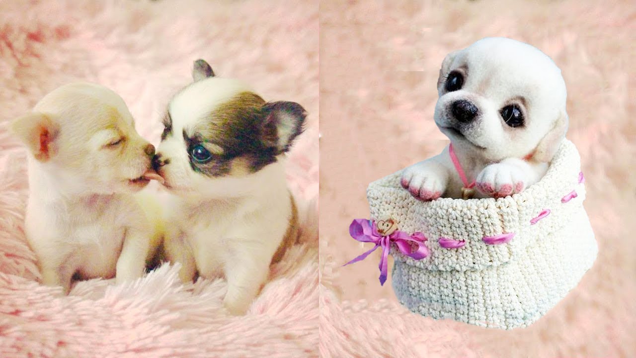 Speelse puppy's op een roze deken