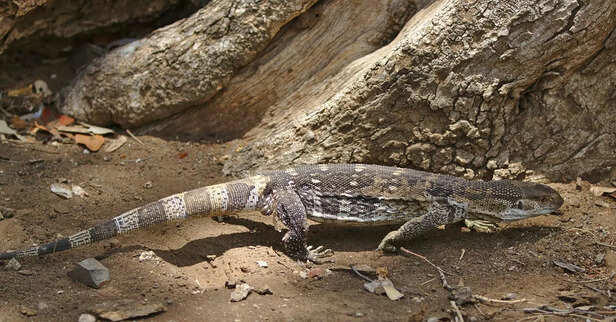 Do Lizards Really Bring Omens? Ancient Beliefs You Didn’t Know