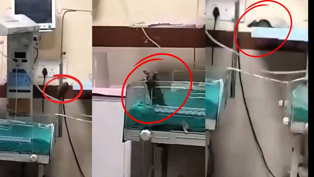 Another newborn dies after rat bite at MP's govt hospital