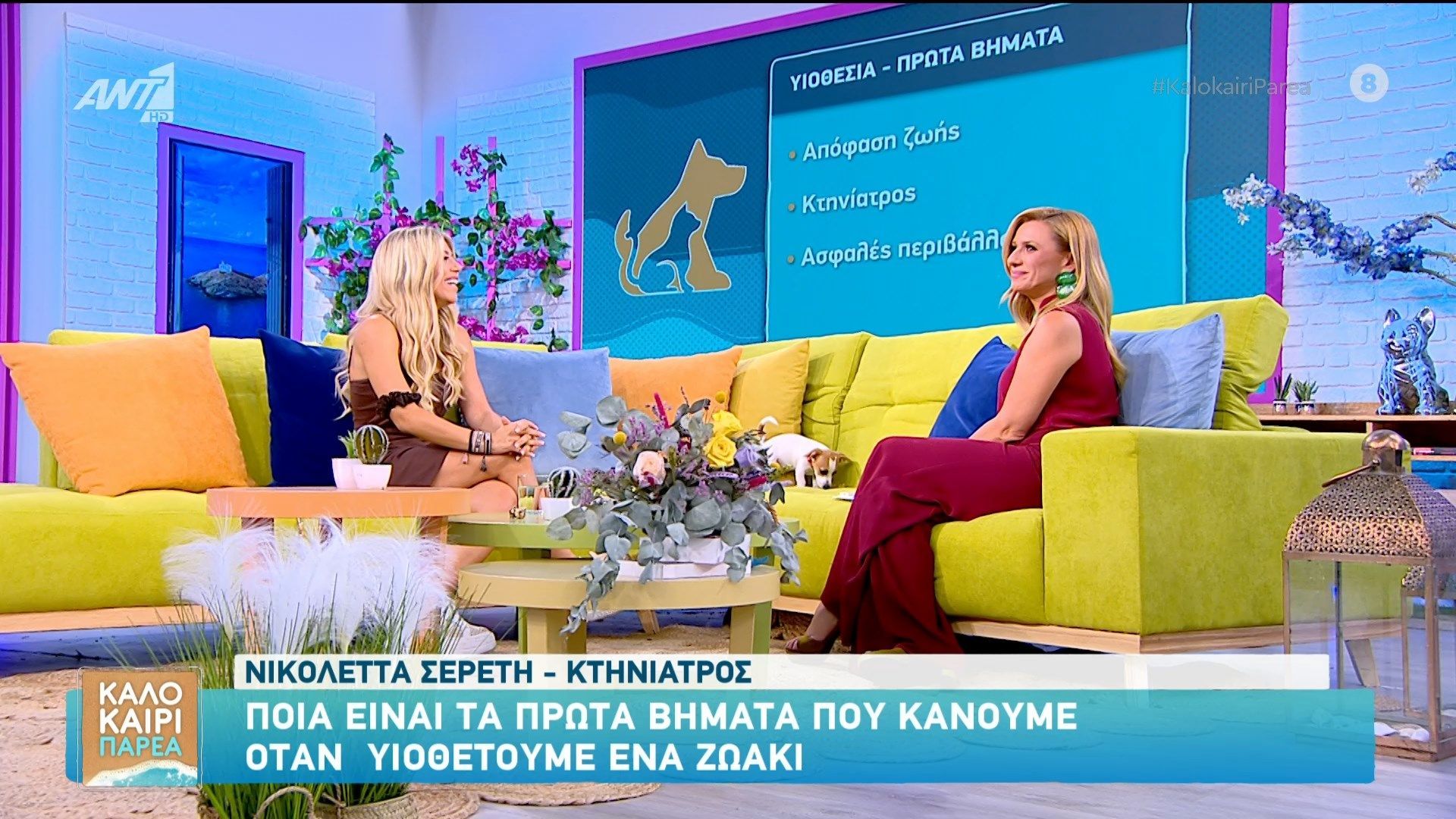 Ποια είναι τα πρώτα βήματα που κάνουμε όταν υιοθετούμε ένα ζωάκι ...