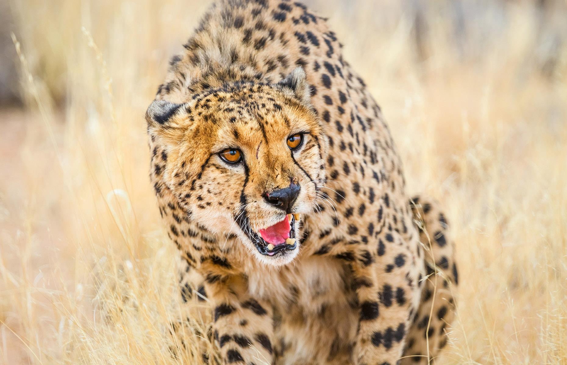 30 animaux terrifiants mais totalement inoffensifs
