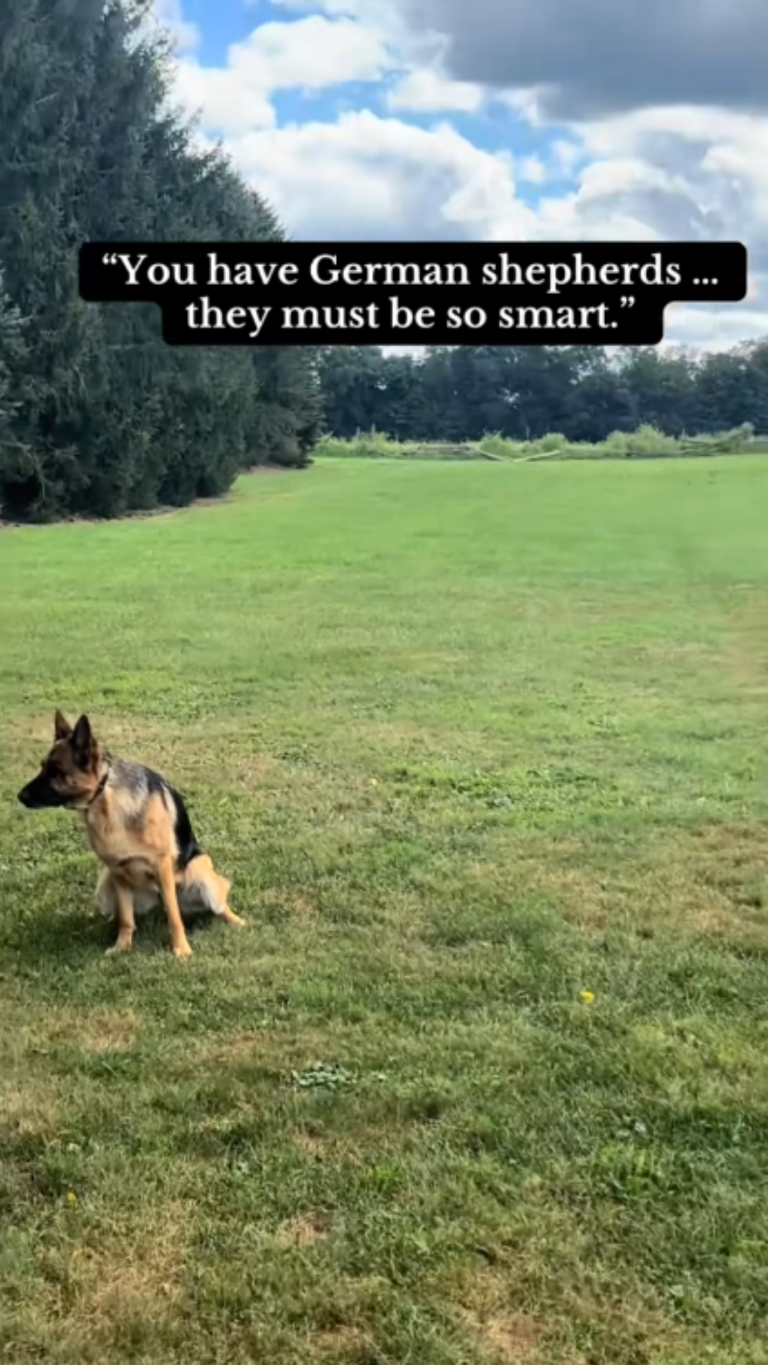 Lacking Self-Awareness? Watch This Silly Shepherd Dog