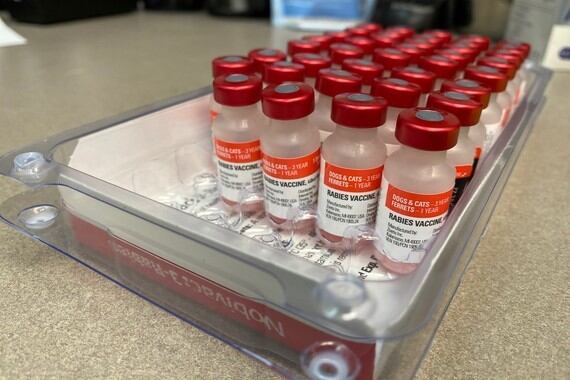 No human rabies cases in Tennessee despite uptick in neighboring states