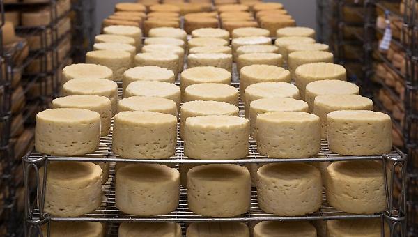 I formaggi segreti del Piemonte: un tesoro tra le Valli