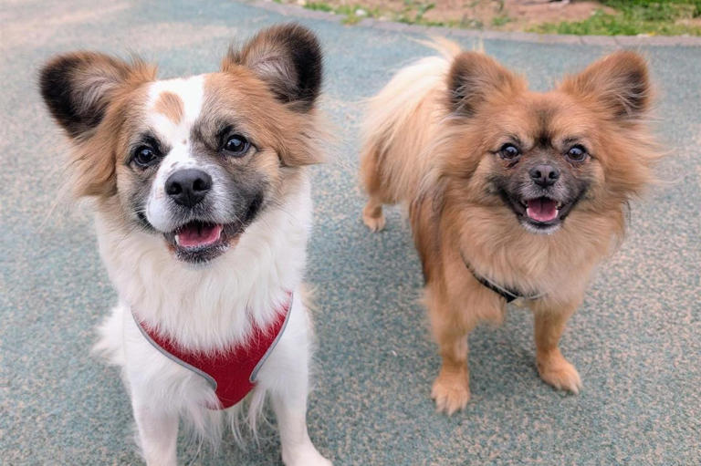 Adopt a dog: 29 dogs looking for their forever home at Bleakholt Animal ...