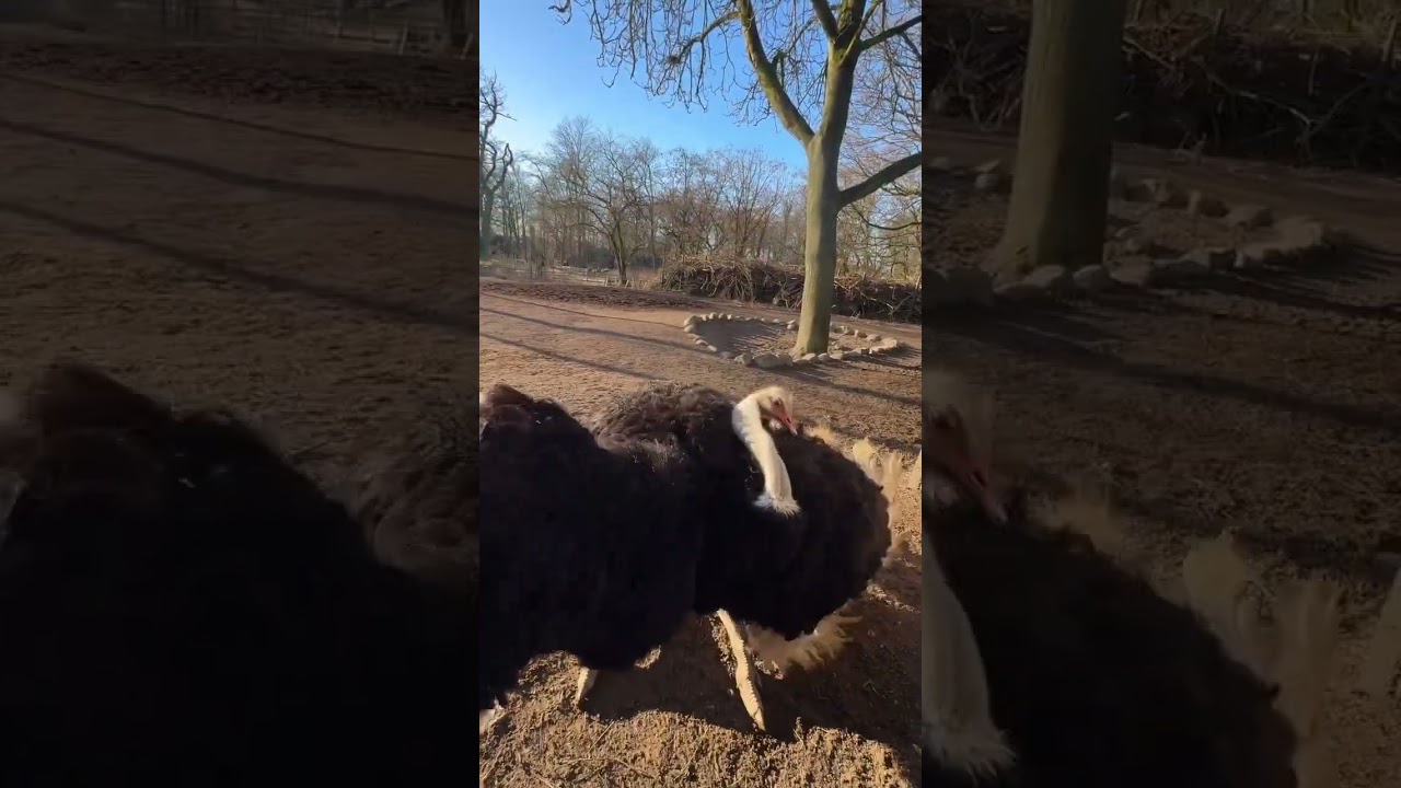 Ostrich courtship tips reveal how to win a partner