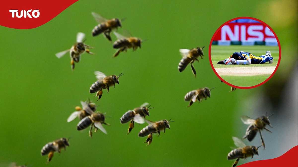 Video: Bees force players to take cover during football match in Tanzania