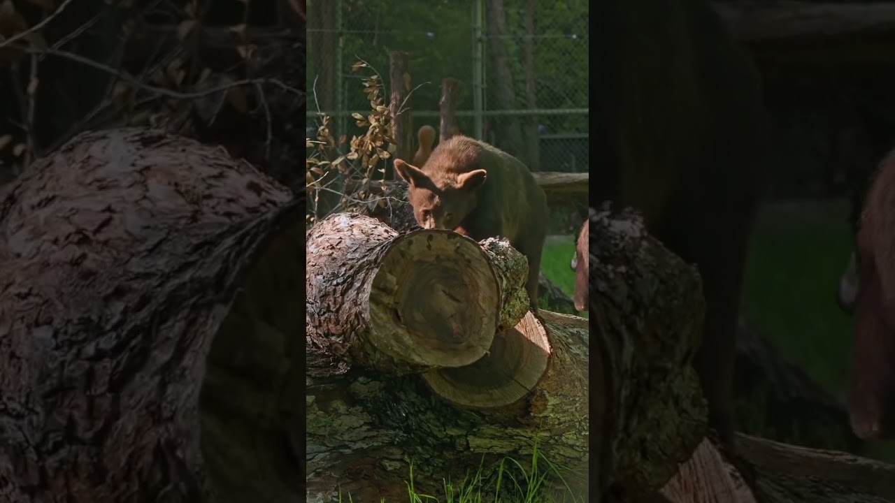 American black bear cubs playing and discovering the forest