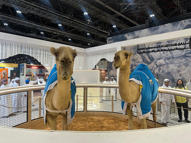 Watch: Cloned descendants of legendary UAE camel wow crowds at ADIHEX