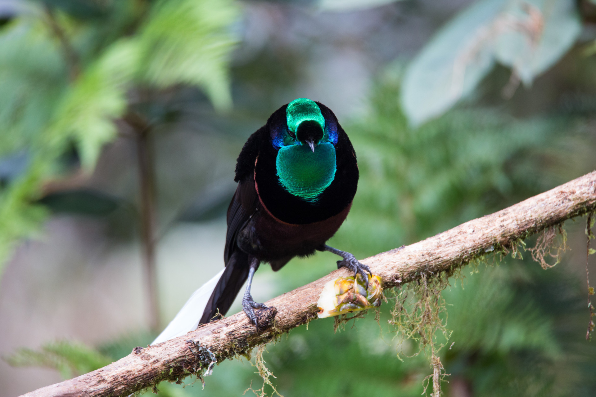 The secret color signals sent by birds-of-paradise