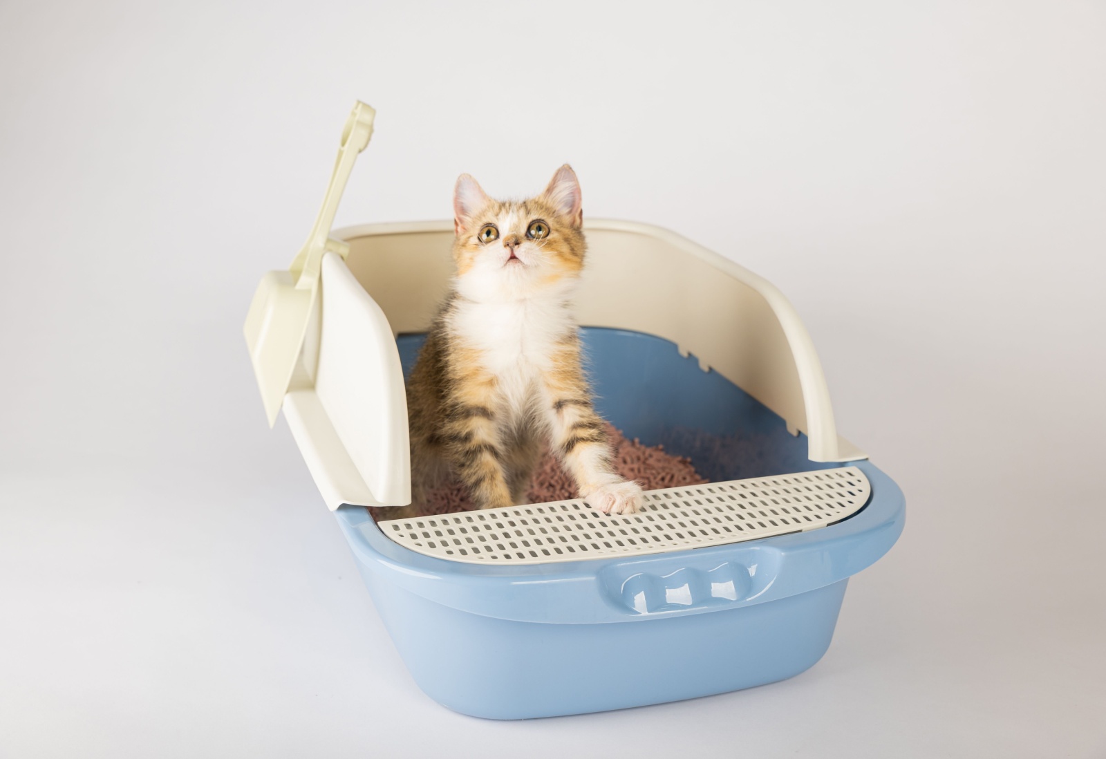 12 Subtle Changes Veterinarians Wouldn’t Ignore In Cats