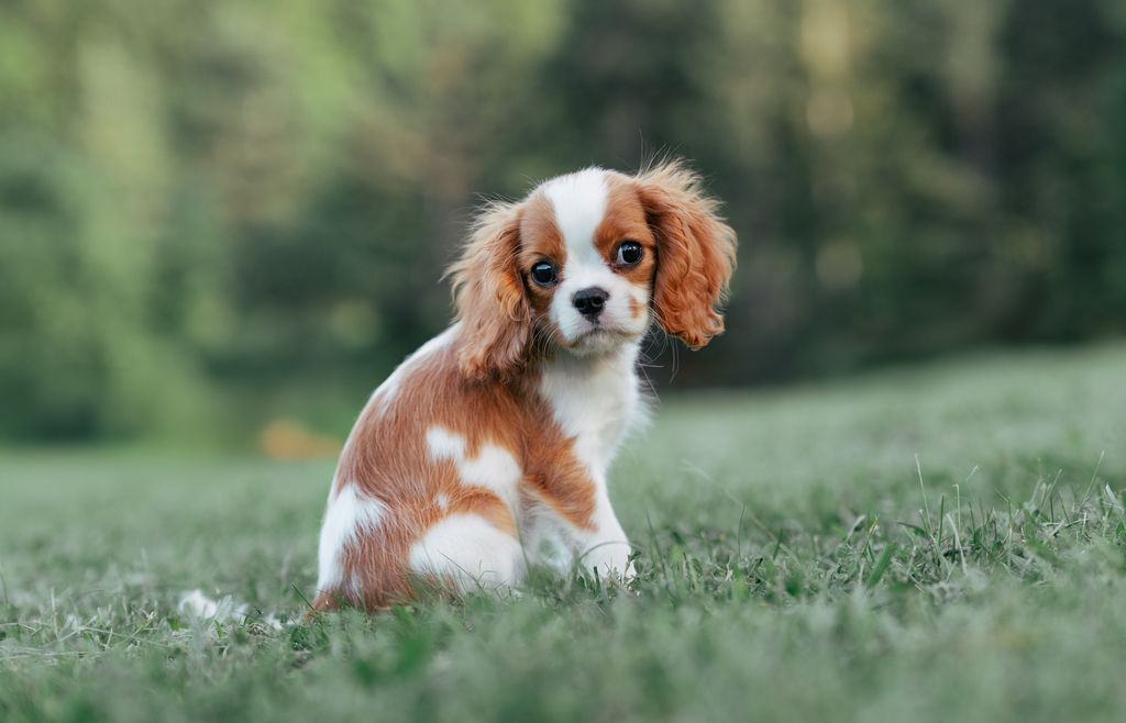 7 dog breeds that make perfect companions for retirees, according to ...