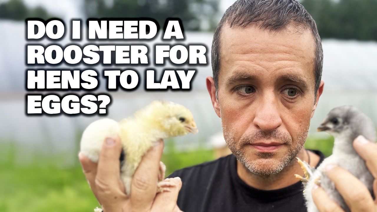 How chickens work and what they really do all day