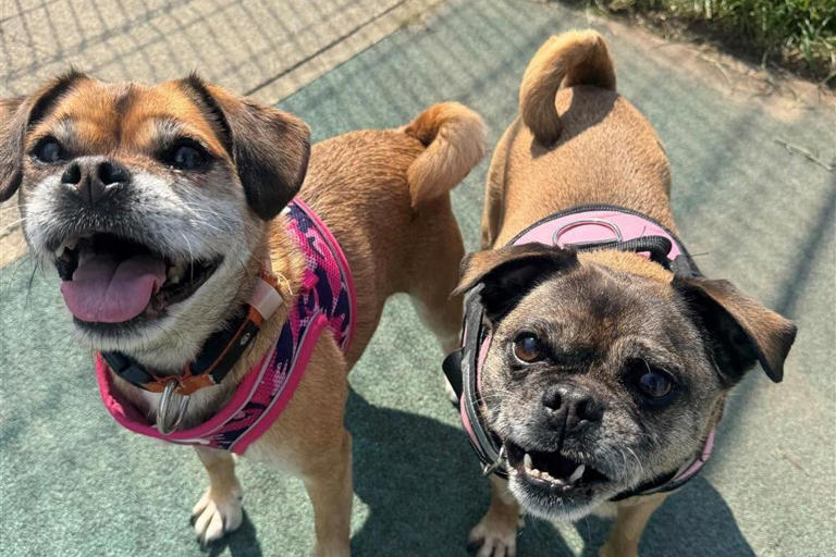 Adopt a dog: 29 dogs looking for their forever home at Bleakholt Animal ...