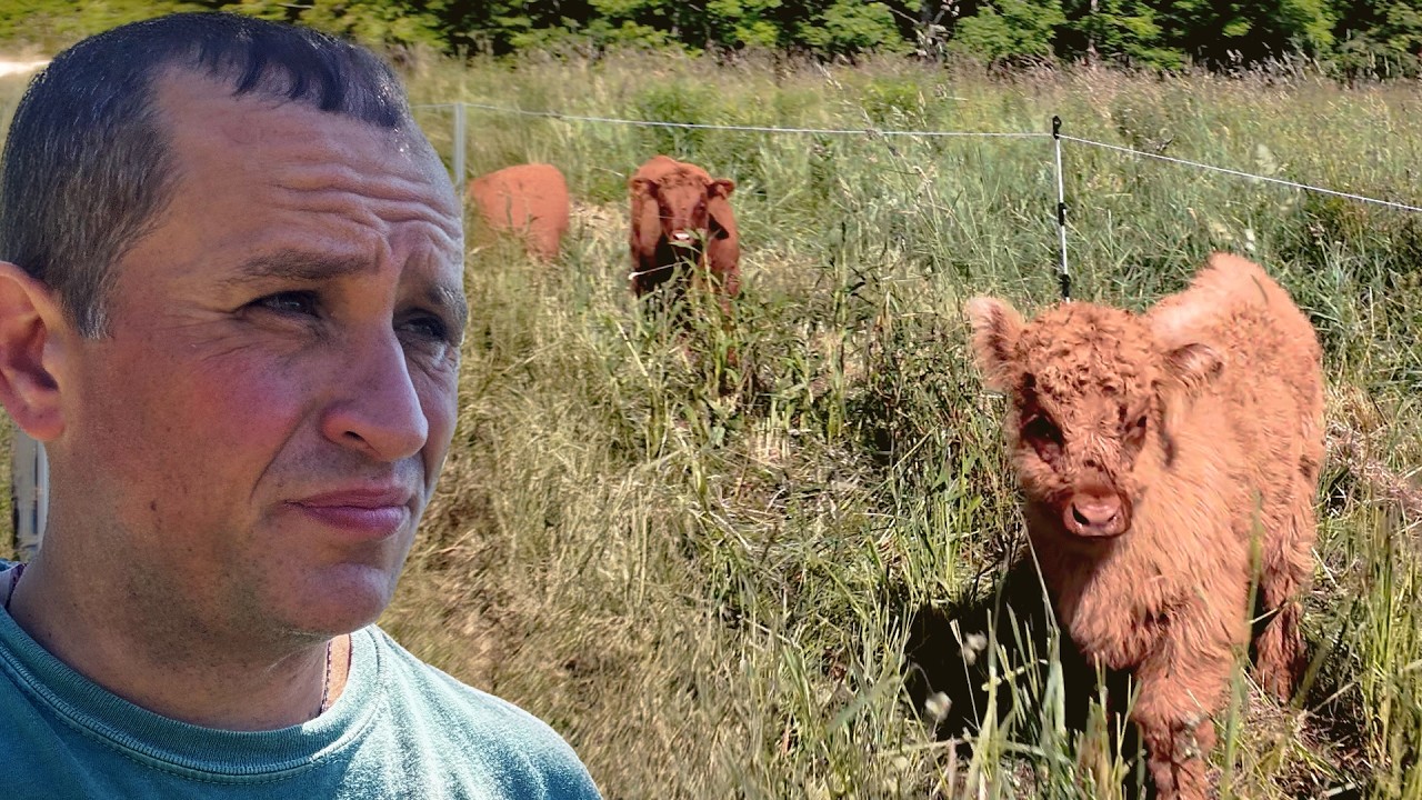 Mysterious event kills calves during routine farm care