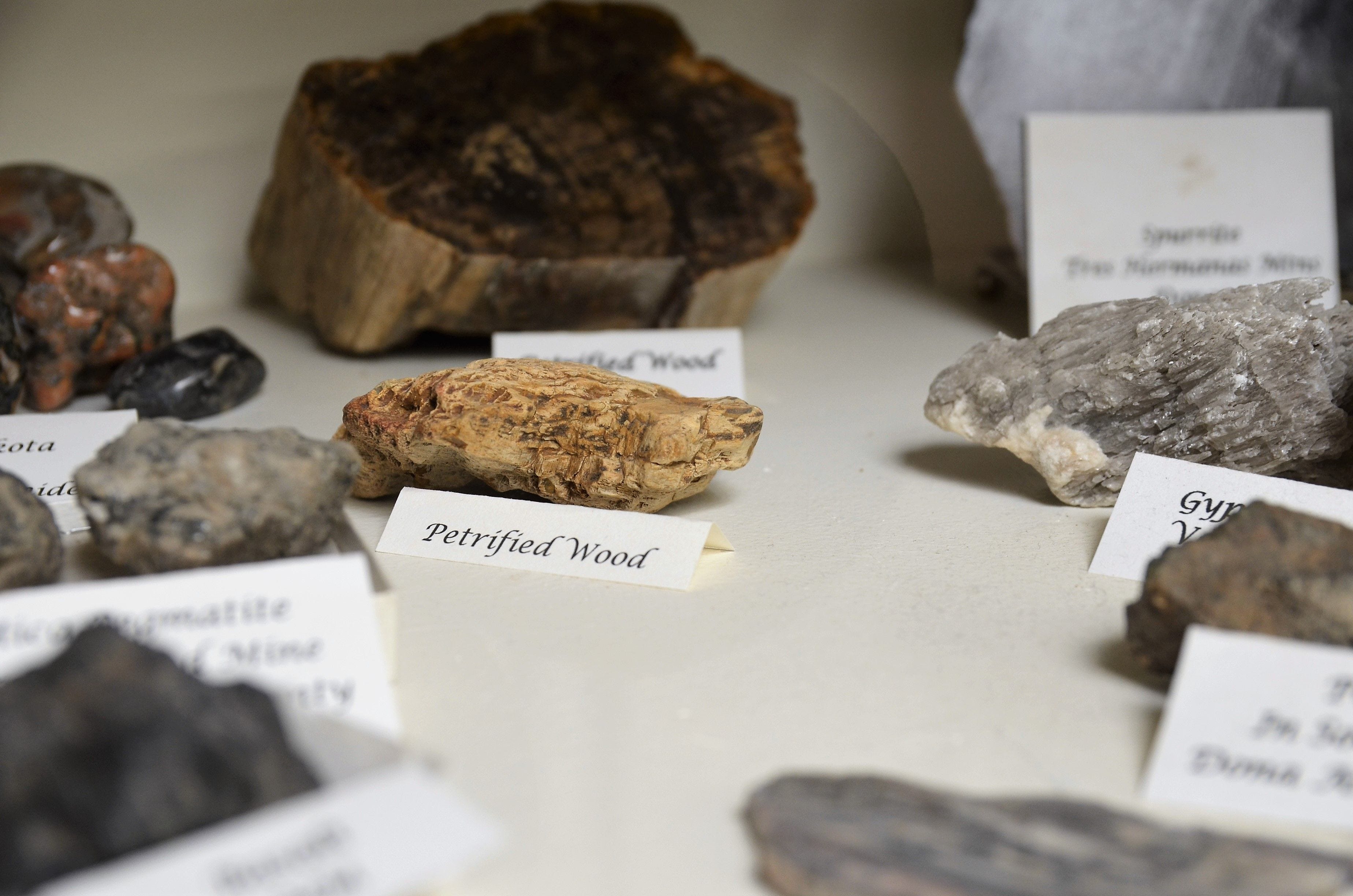 Louisiana has an official state fossil? Yes, but it's not a dinosaur ...