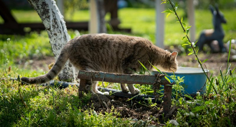 12 Subtle Changes Veterinarians Wouldn’t Ignore In Cats