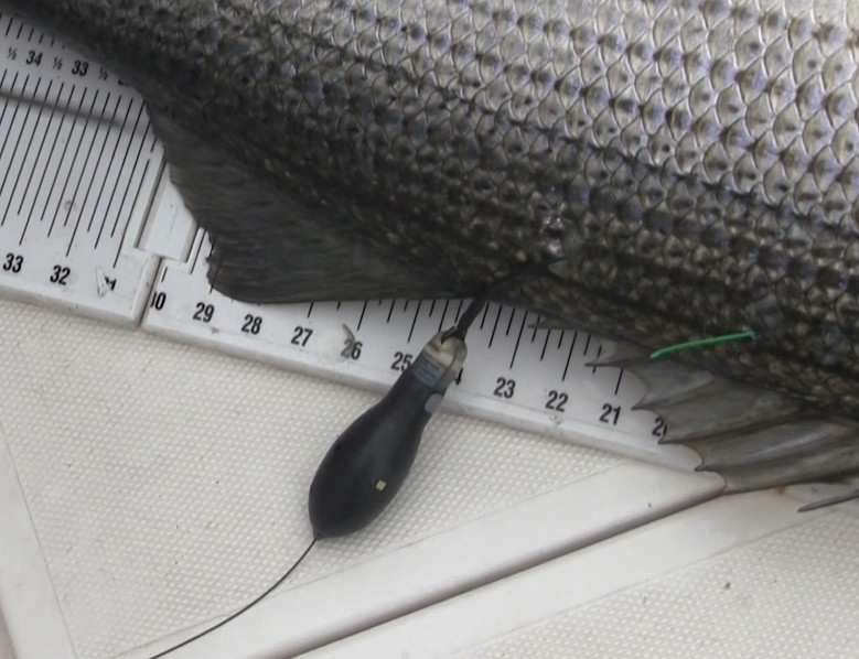 She went where? Striped bass migration secret revealed