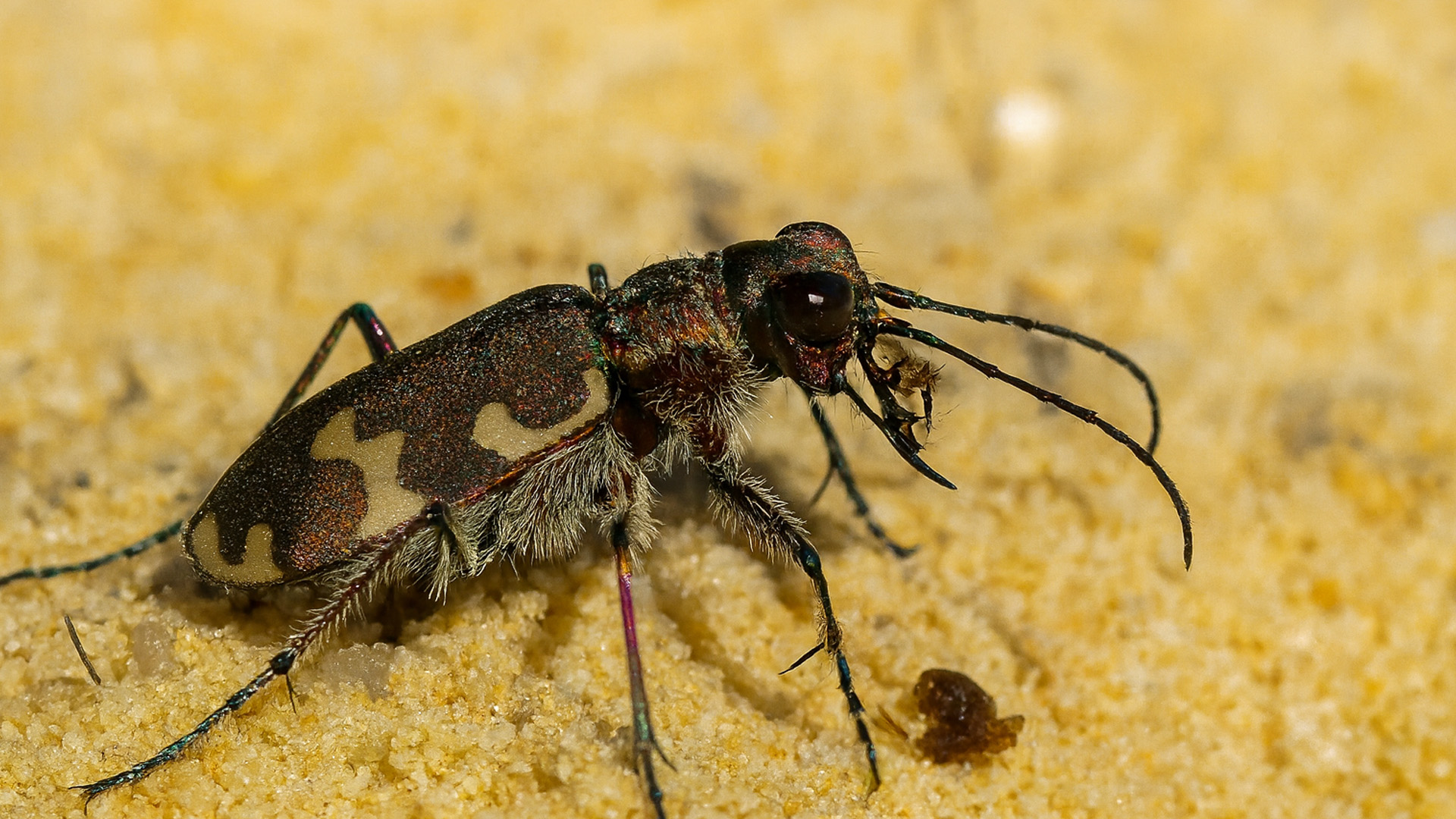 Lovící svižník z české přírody – Cicindela hybrida