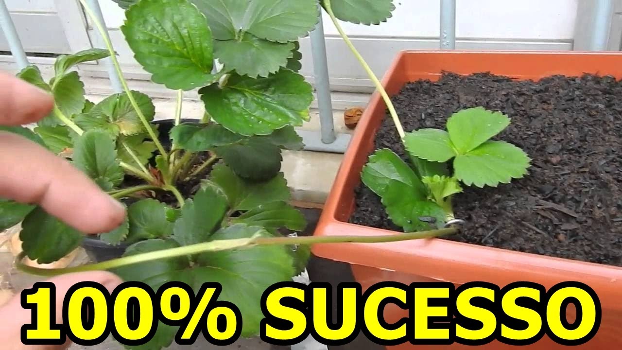 Como Plantar Morango em Vaso – E Fazer Mudas com Facilidade