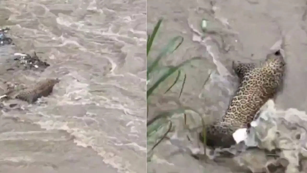 Leopard drowns in Uttarakhand floods 2025 as heavy rains trigger ...